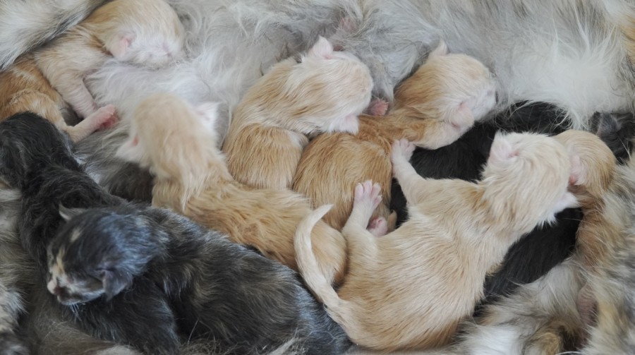 Türkiye'de ilk: Bursa'da 10 tane yavru kedi... (ÖZEL HABER) - Bursa ...