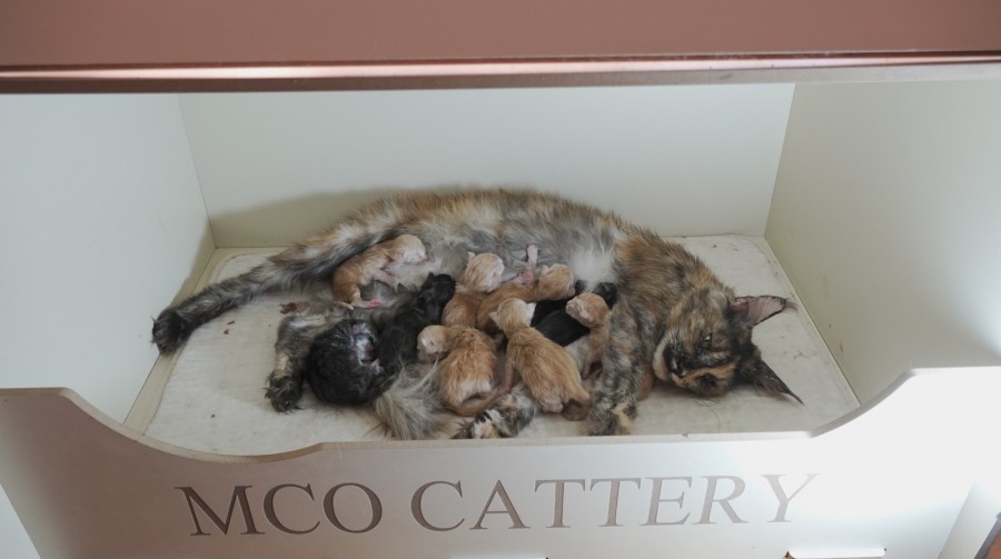 Türkiye'de ilk: Bursa'da 10 tane yavru kedi... (ÖZEL HABER) - Bursa ...