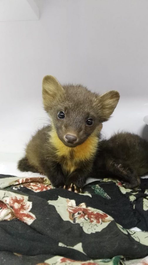 Sansar yavrularına sahip çıktılar - Yaşam Haberleri - Bursadabugun.com