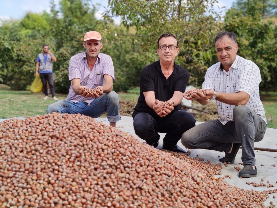 Bursa İnegöl'de fındık hasadına başlandı - Bursa Haberleri - Bölge ...