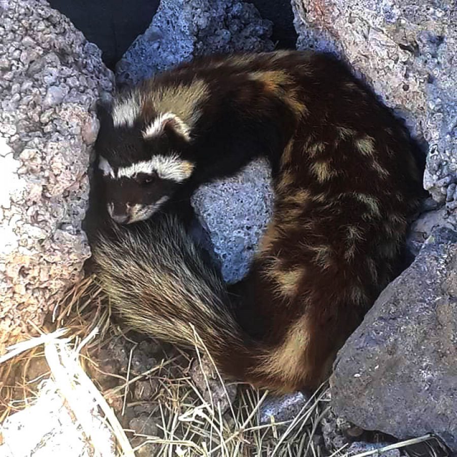 Sivas'ta nesli tükenmekte olan alaca sansar görüldü - Güncel Haberler ...