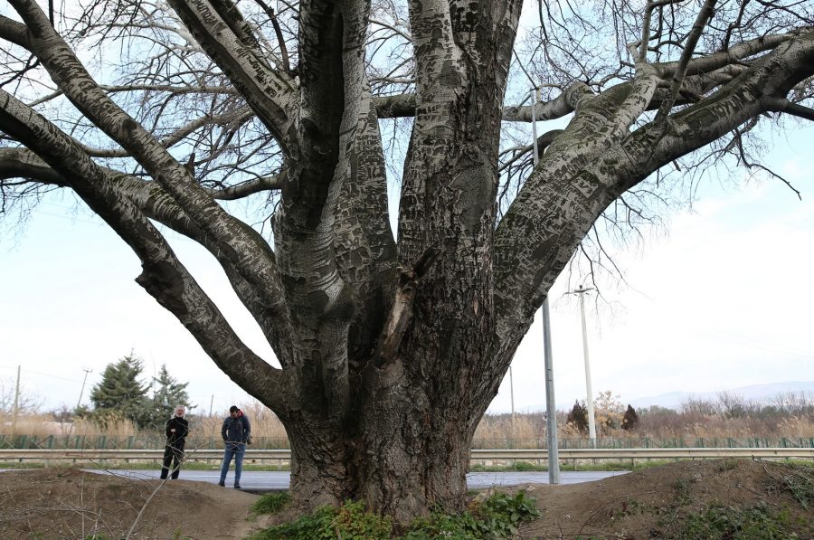Bursa'nın 'Künye ağaç'ı bakım bekliyor - Bursa Haberleri - Bölge ...