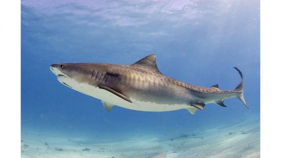 Deniz İneği fosilinin acı hikayesi, 20 milyon yıllık soru işareti ...