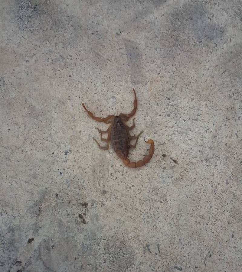 En zehirli akrep türü görüldü 10 ay sonra görüntülendi - Güncel ...