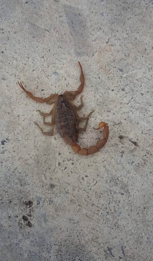 En zehirli akrep türü görüldü 10 ay sonra görüntülendi - Güncel ...