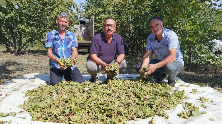 Bursa'da fındık hasadı başladı - Bursa Haberleri - Bölge Haberleri ...