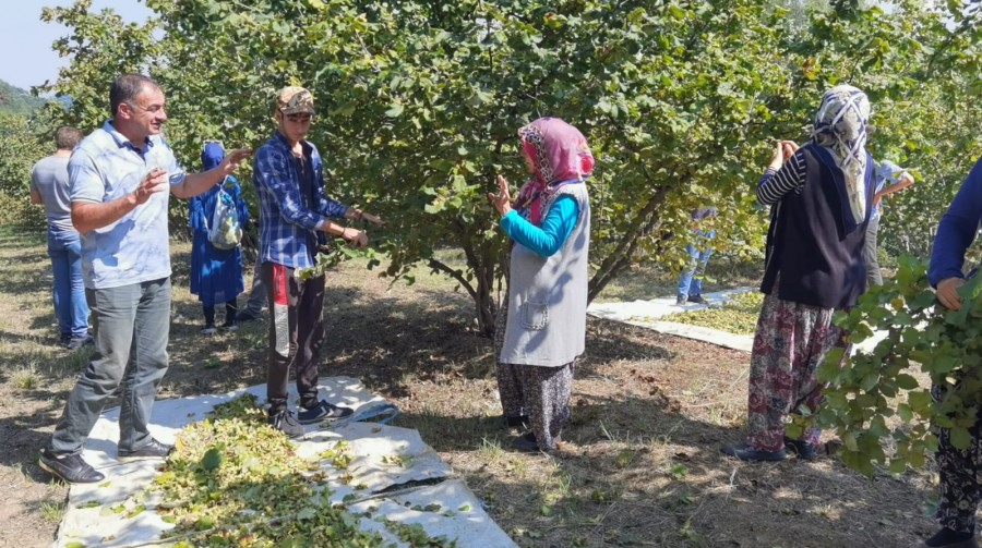 Bursa'da fındık hasadı başladı - Bursa Haberleri - Bölge Haberleri ...