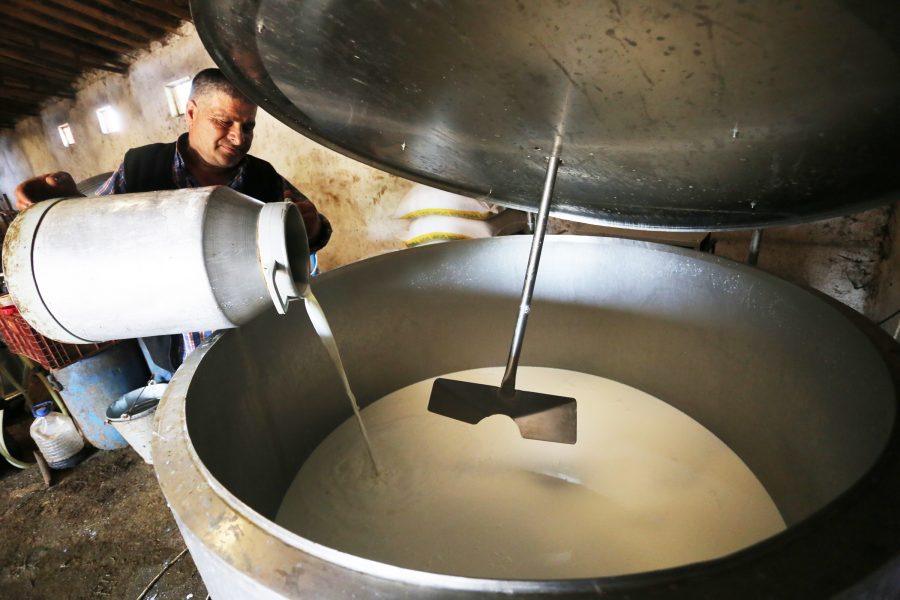 Bursa'da süt ineklerini satıp manda yetiştiriciliğine yöneldi - Bursa ...