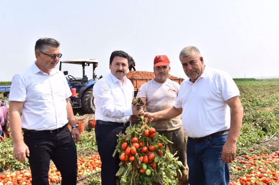 Balıkesir'de domates hasadı başladı - Ekonomi Haberleri - Bursadabugun.com