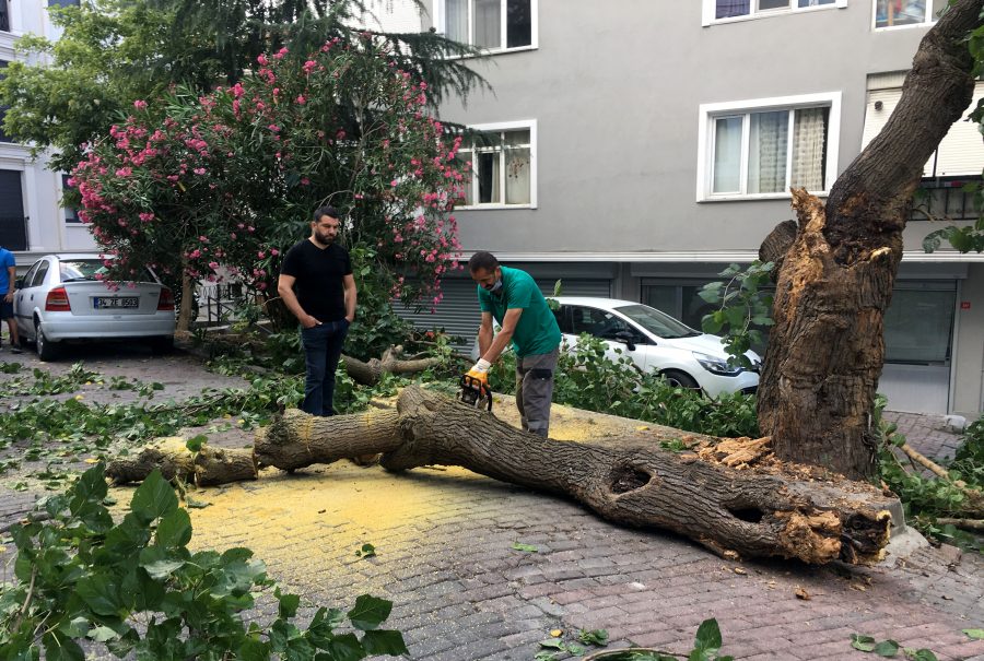 Çürüyen ağaç dalı 2 otomobilin üzerine böyle devrildi - Güncel Haberler ...