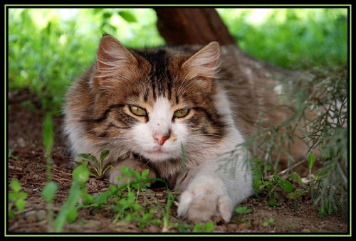 Hayvanlar Alemi Foto Galerisi - 4 - Bursadabugun.com