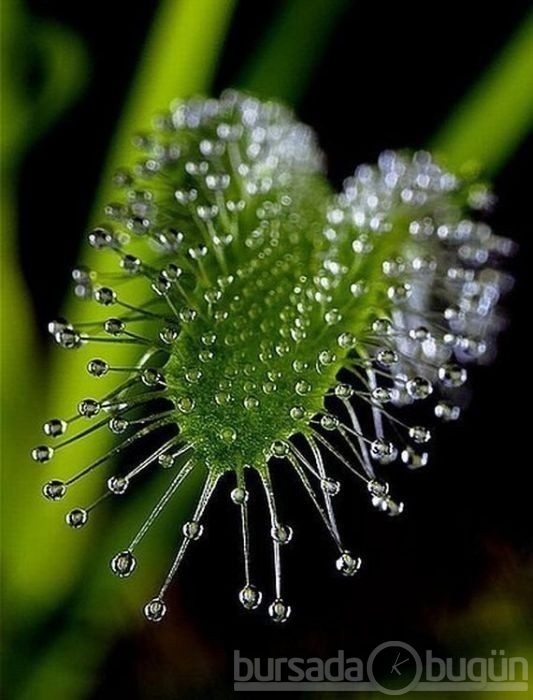 Etobur bitkiler Foto Galerisi - 6 - Bursadabugun.com