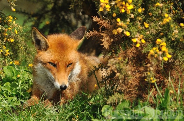 Hayvanlar aleminden en ilginç kareler Foto Galerisi - 718 ...