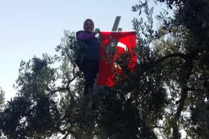 Bursa'da ağaç tepesinde cumhuriyet kutlaması - Bursa Haberleri - Bölge ...