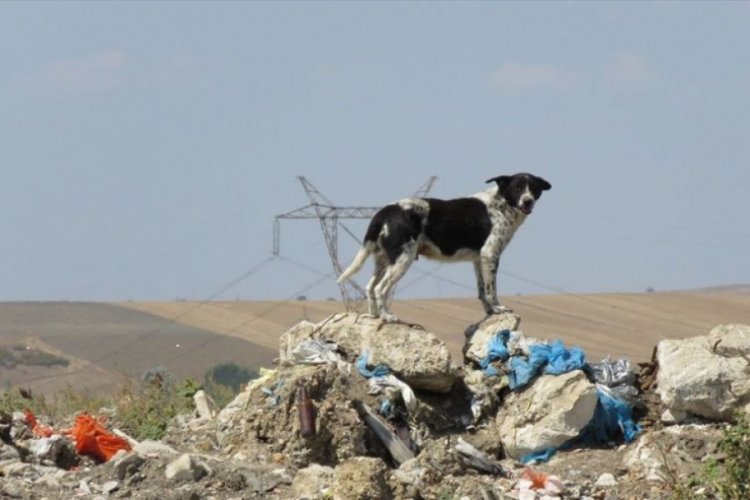 Ocak ayı hayvan hakları raporu açıklandı - Güncel Haberler ...