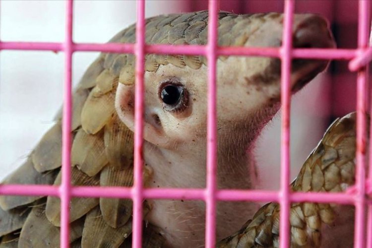 Gabon'da pangolin ve yarasanın tüketim ve satışları yasaklandı ...