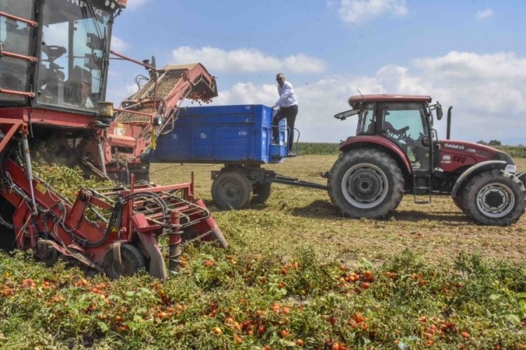Bursa Karacabey'de domates hasadı başladı - Bursa Haberleri - Bölge ...