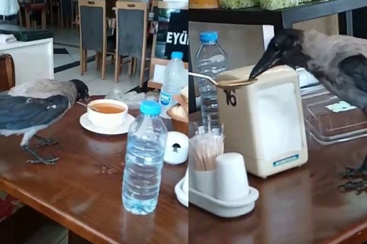 İstanbul'da acıkan karga restoranda karnını doyurdu - Yaşam Haberleri ...