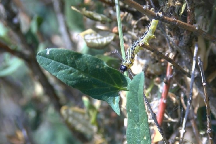 Büyük zarara neden olan Çayır Tırtılı İstanbul'da görüldü - Güncel ...