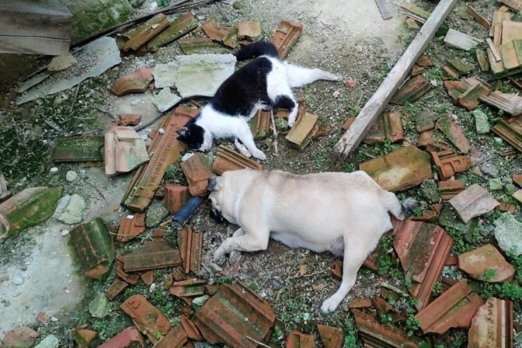 Denizli'de ölü bulunan hayvanlar yetkilileri harekete geçirdi - Güncel ...