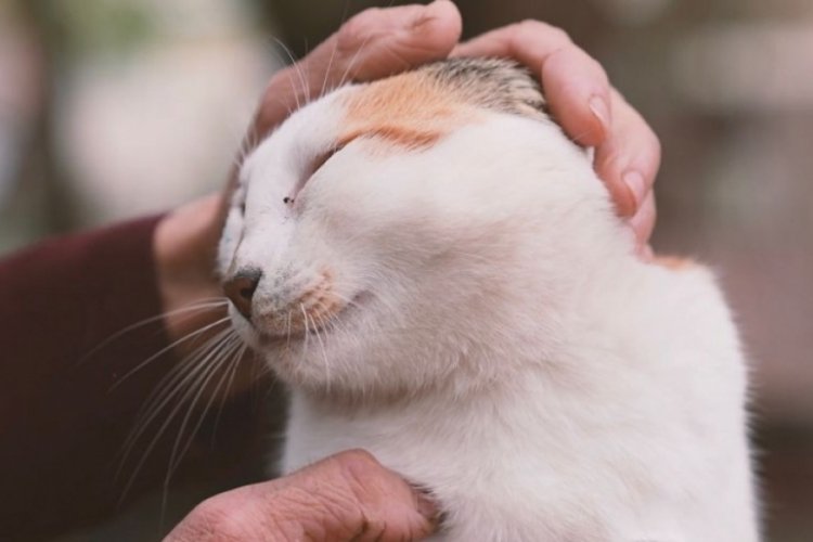 Bursa Gürsu'da 'kedi Karahıdır' köyün maskotu oldu - Bursa Haberleri ...