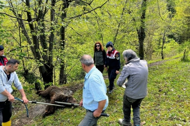 Zonguldak'ta yaralı ayının imdadına ekipler yetişti - Güncel Haberler ... Zonguldak'ta yaralı ayının imdadına ekipler yetişti - Güncel Haberler ...