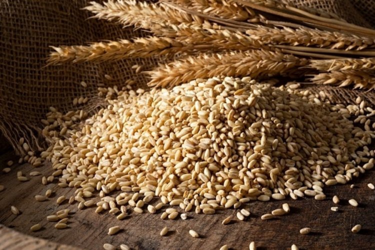 Buğday, arpa ve mısırda vergi yeniden yüzde 130'a çıktı - Ekonomi ...
