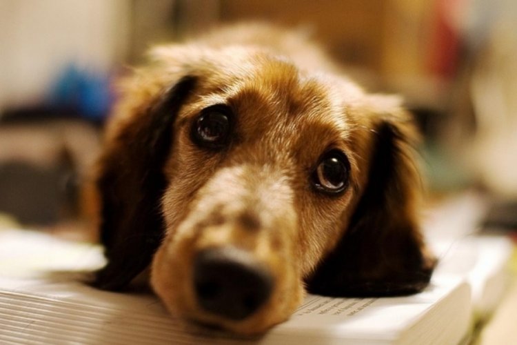 Zoofili nedir? - Yaşam Haberleri - Bursadabugun.com