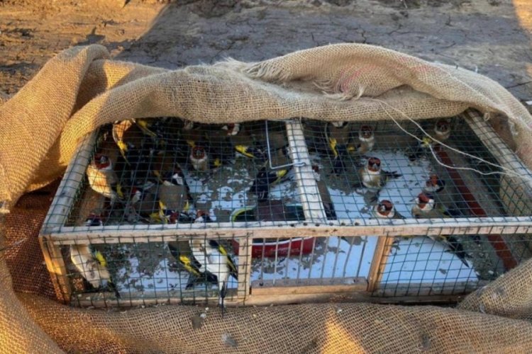 Adana'da saka kuşu avlayan kişiye 40 bin lira ceza kesildi - Güncel ... Adana'da saka kuşu avlayan kişiye 40 bin lira ceza kesildi - Güncel ...