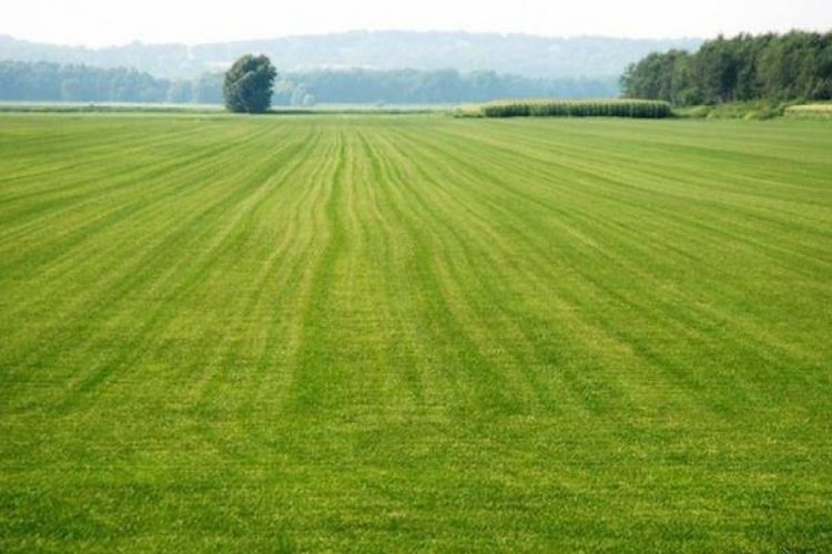 Osmangazi'de icradan tarla satılık! - Bursa Haberleri - Bölge Haberleri ...