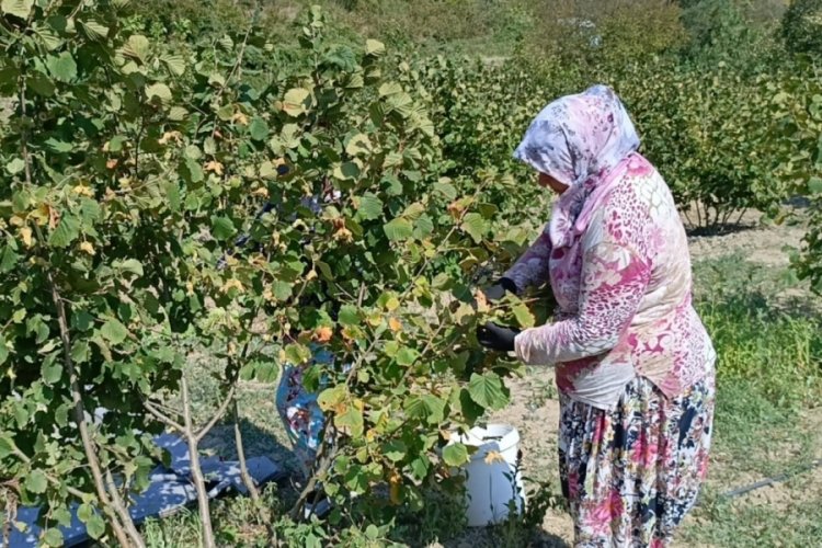 Bursa'nın Karadeniz'i Bayırköy'de fındık hasadı başladı! Bu yılki ...
