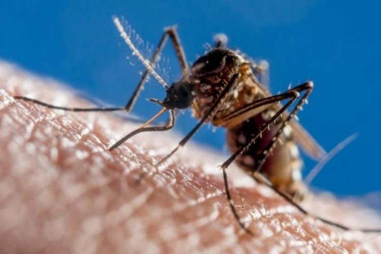 Dang humması korkunç bir boyuta ulaştı: Son 24 saatte 463 vaka ...