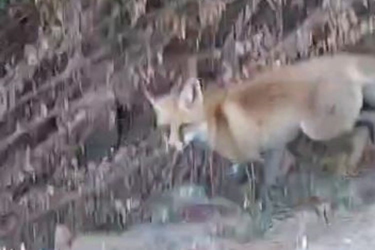 Elazığ'da aç kalan tilkiler sürü halinde şehir merkezine indi - Güncel ...