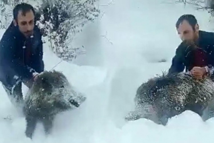 Eliyle domuz yakaladı; 15 bin lira ceza yedi - Güncel Haberler ...