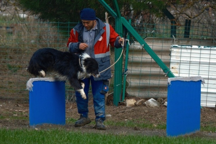 Kangal ve Akbaş'tan sonra bir ilk: Border Collie'ler sürüye katılıyor ...