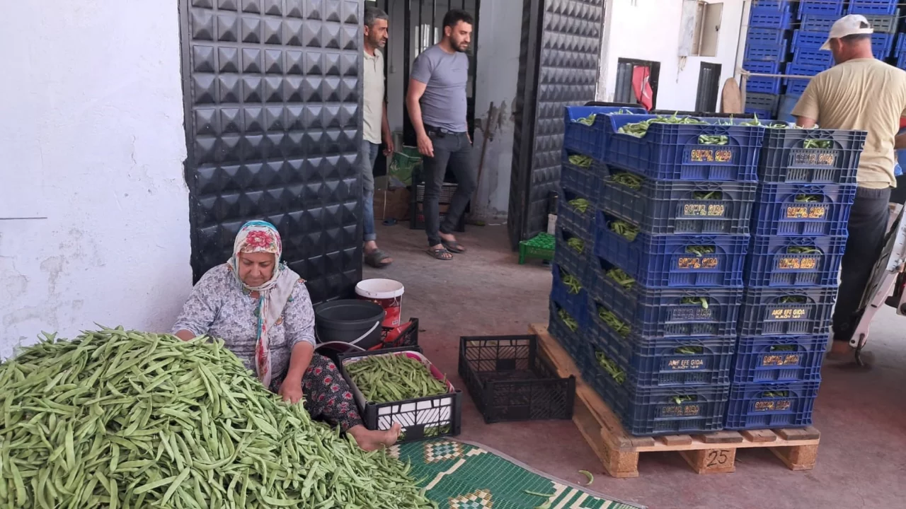 Bursa'da tarımın yeni yıldızı erken uyandı: Pazardaki fiyatı görenler ...
