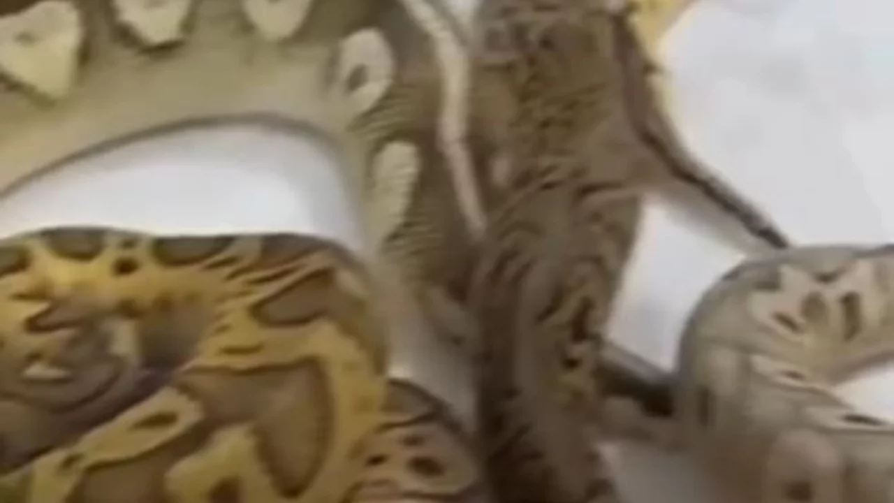 Bir evden 18 piton, 21 Mısır ve 3 king yılanı çıktı - Güncel Haberler ...