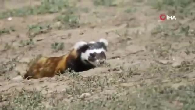 Alaca sansar ailesi görüntülendi - Bursadabugun.com